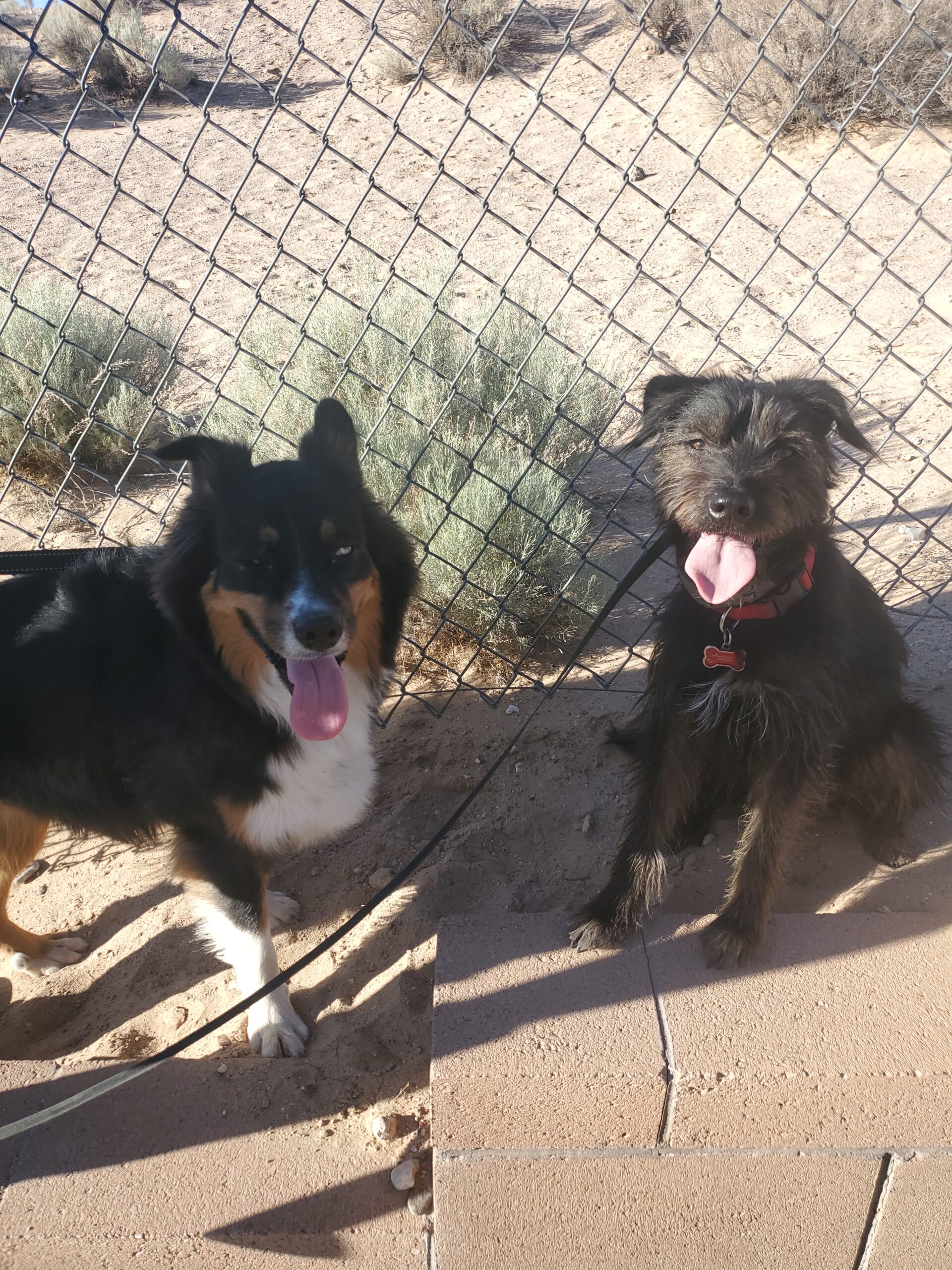 Gallery of Happy Pets - Shadow Paws