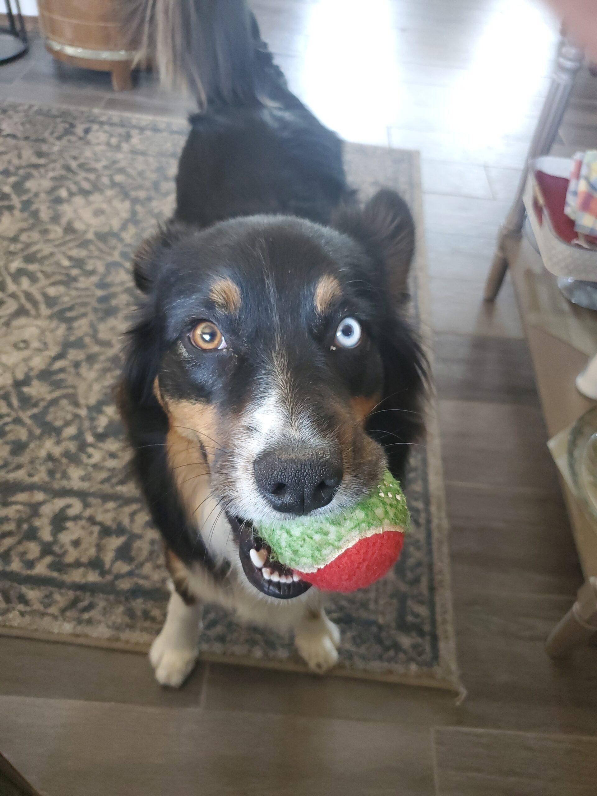 Gallery of Happy Pets - Shadow Paws