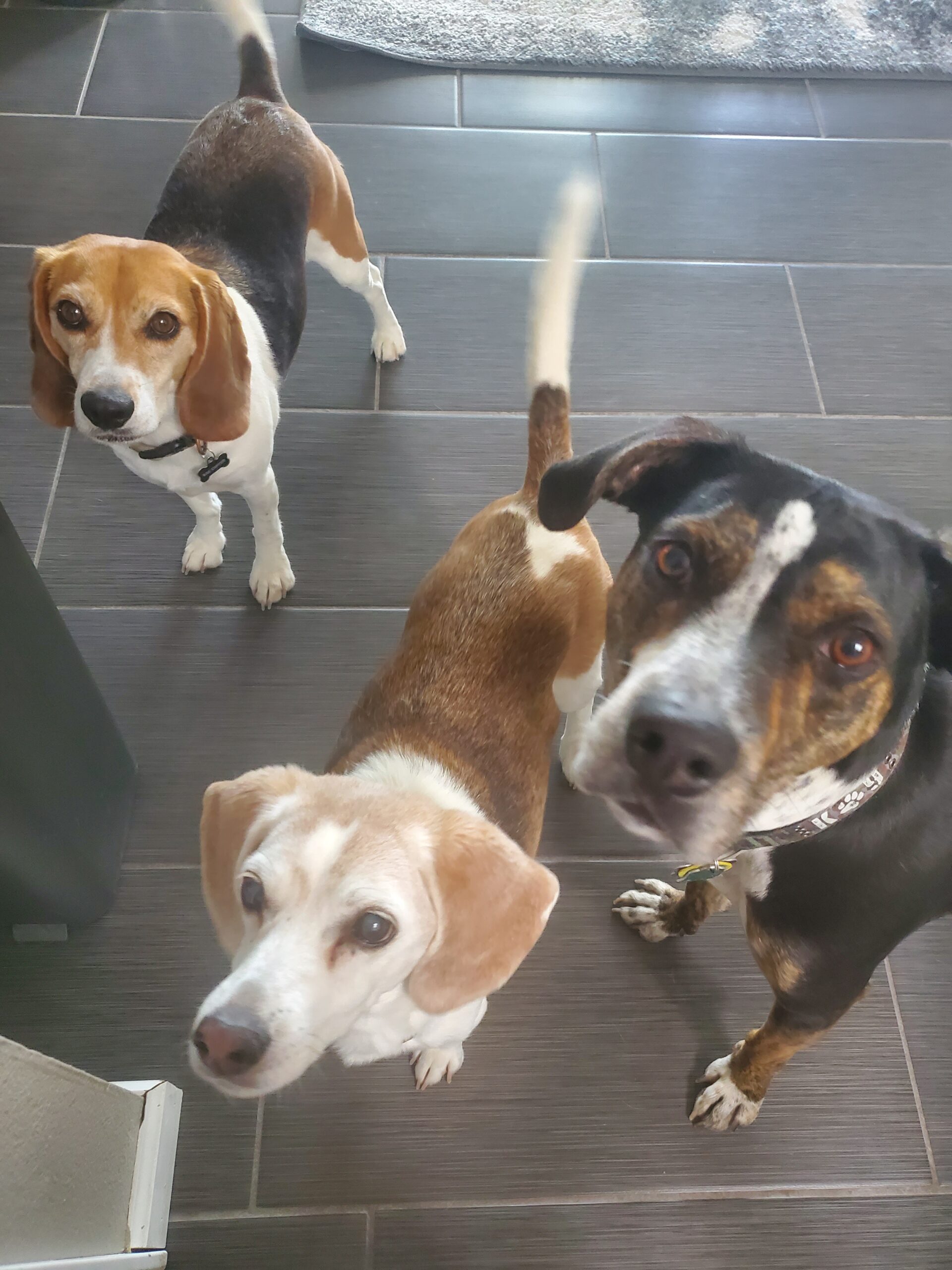 Gallery of Happy Pets - Shadow Paws