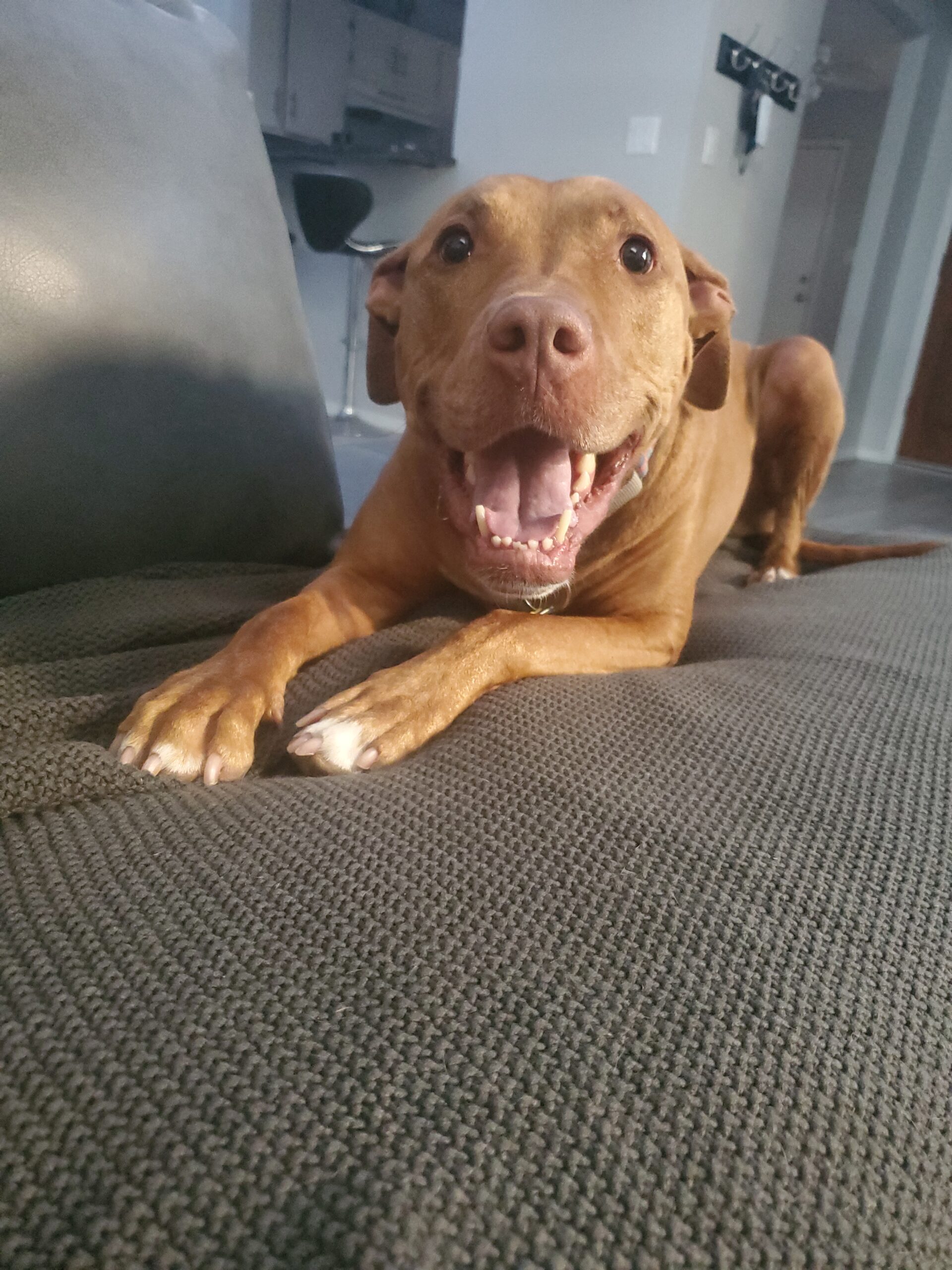 Gallery of Happy Pets - Shadow Paws