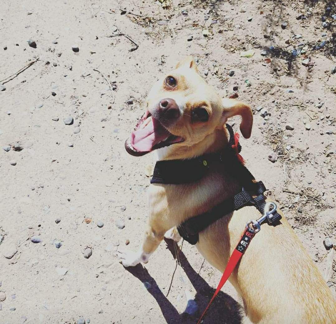 Gallery of Happy Pets - Shadow Paws