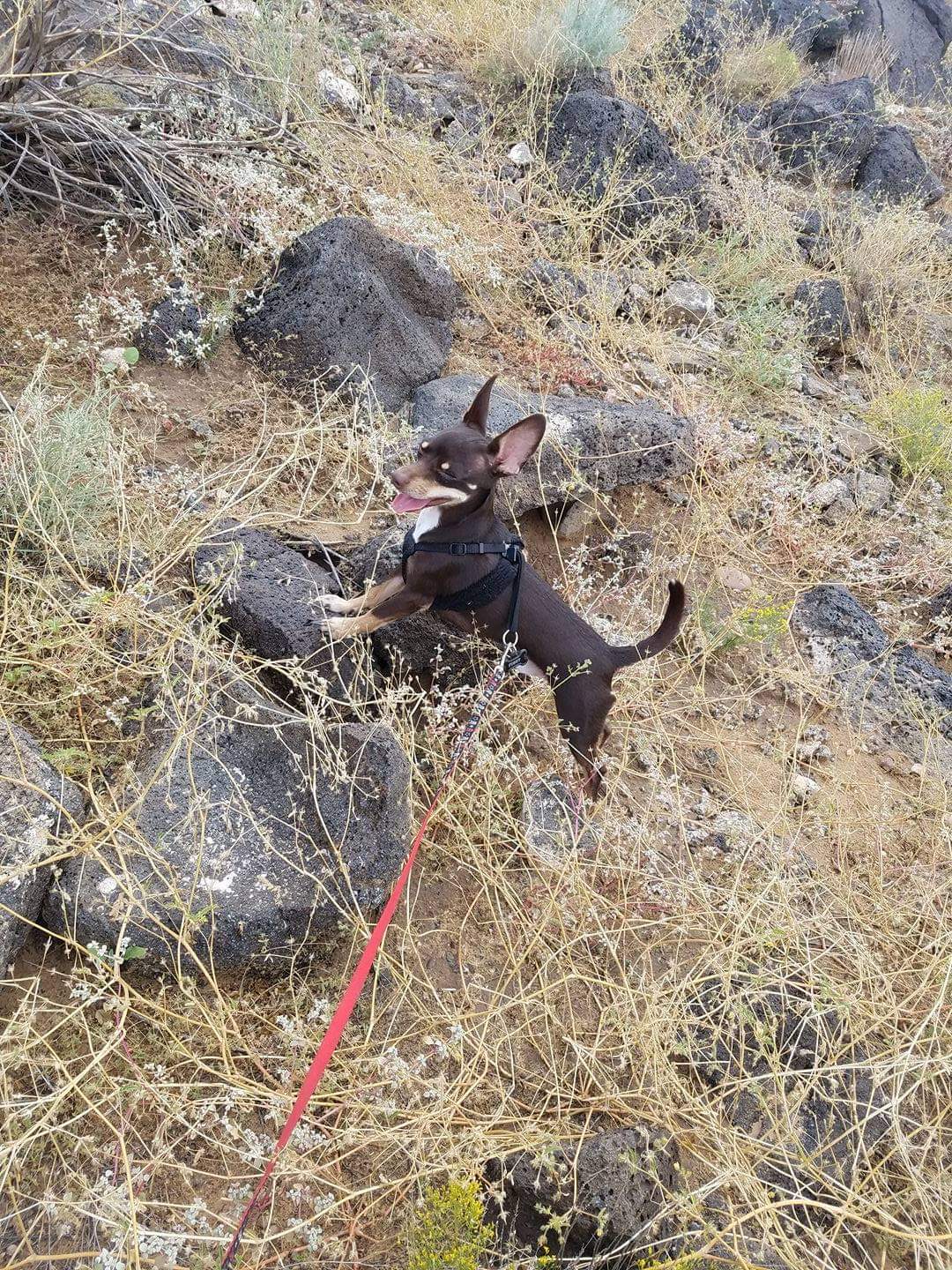 Gallery of Happy Pets - Shadow Paws