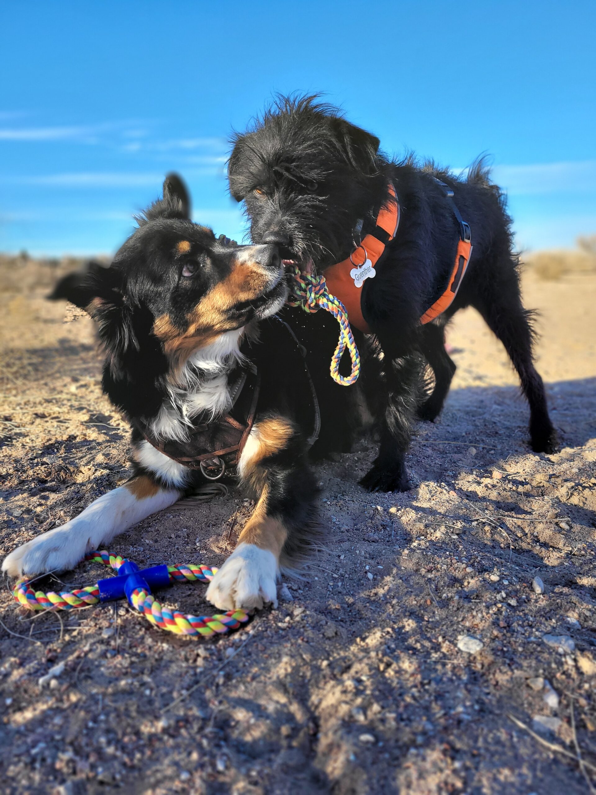 Gallery of Happy Pets - Shadow Paws