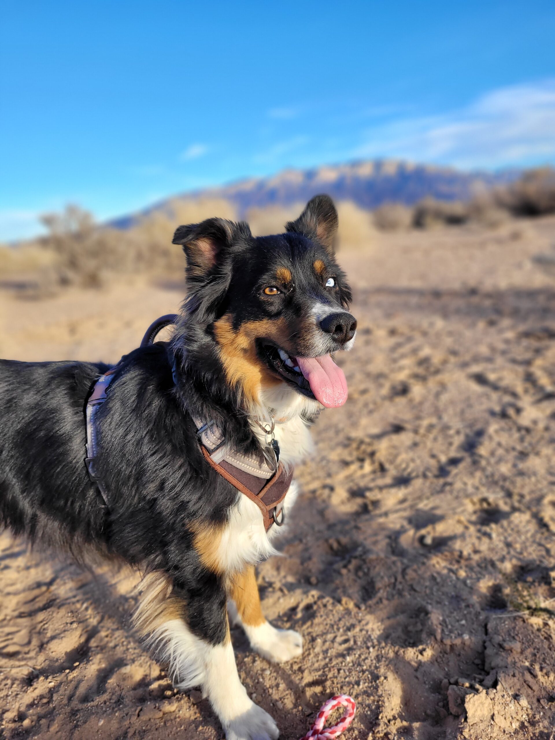 Gallery of Happy Pets - Shadow Paws