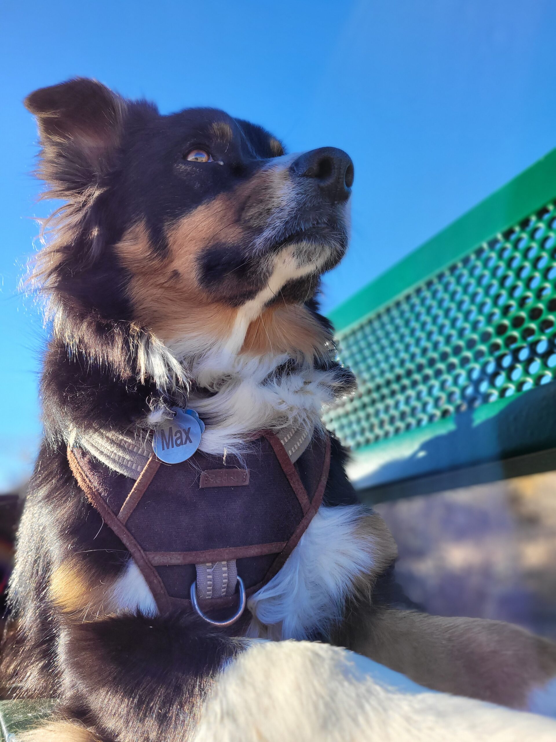 Gallery of Happy Pets - Shadow Paws