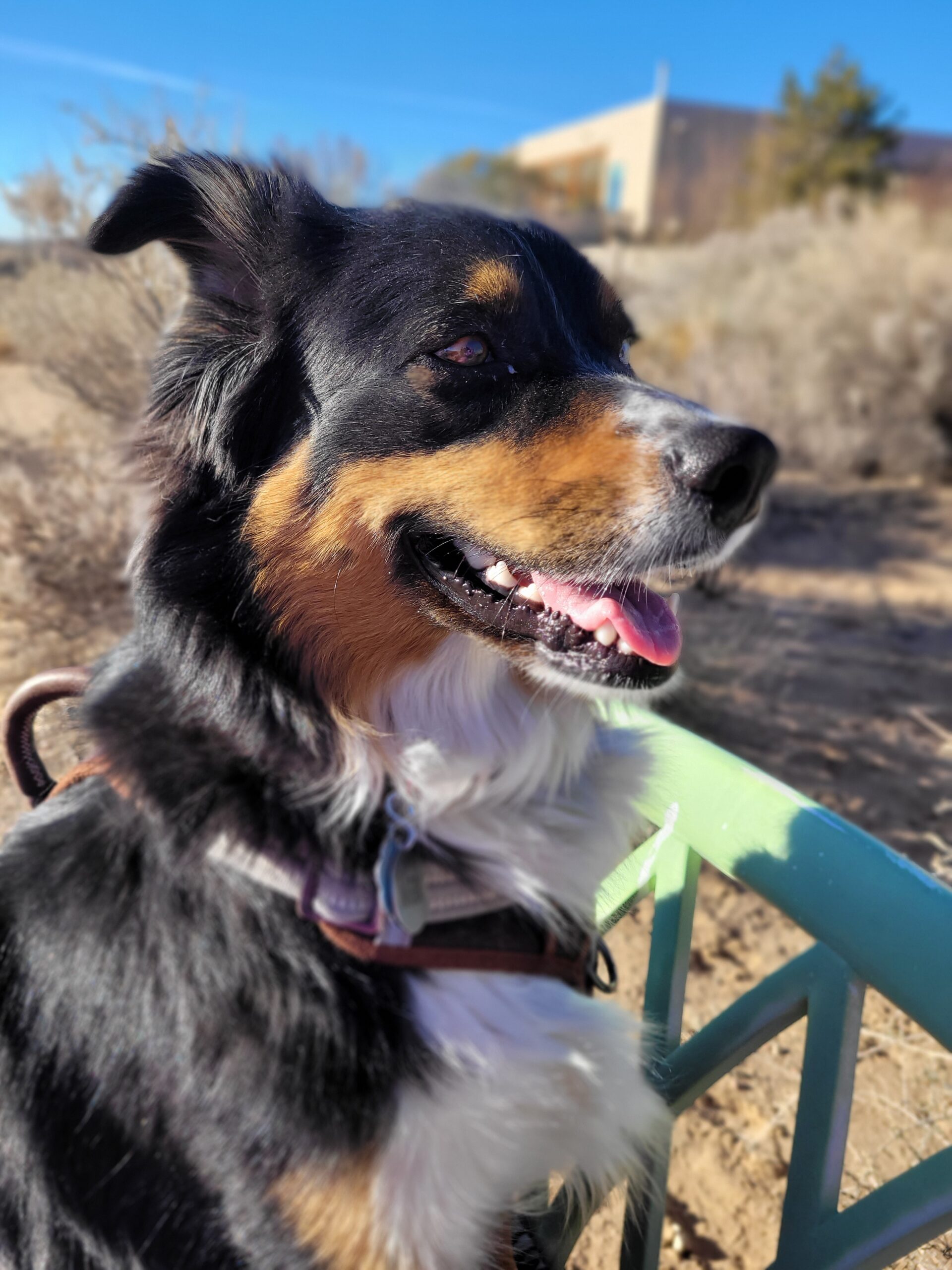 Gallery of Happy Pets - Shadow Paws