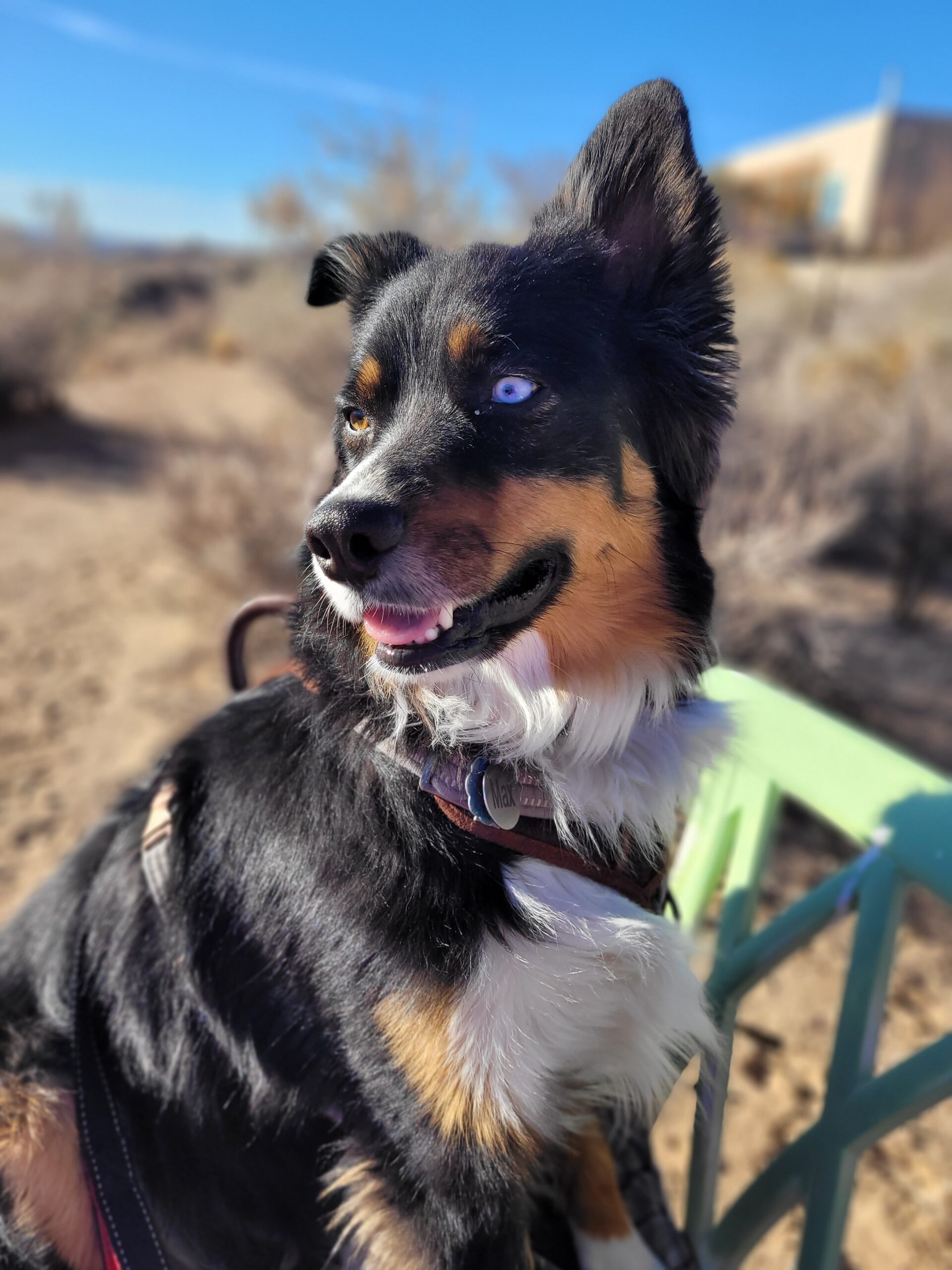 Gallery of Happy Pets - Shadow Paws